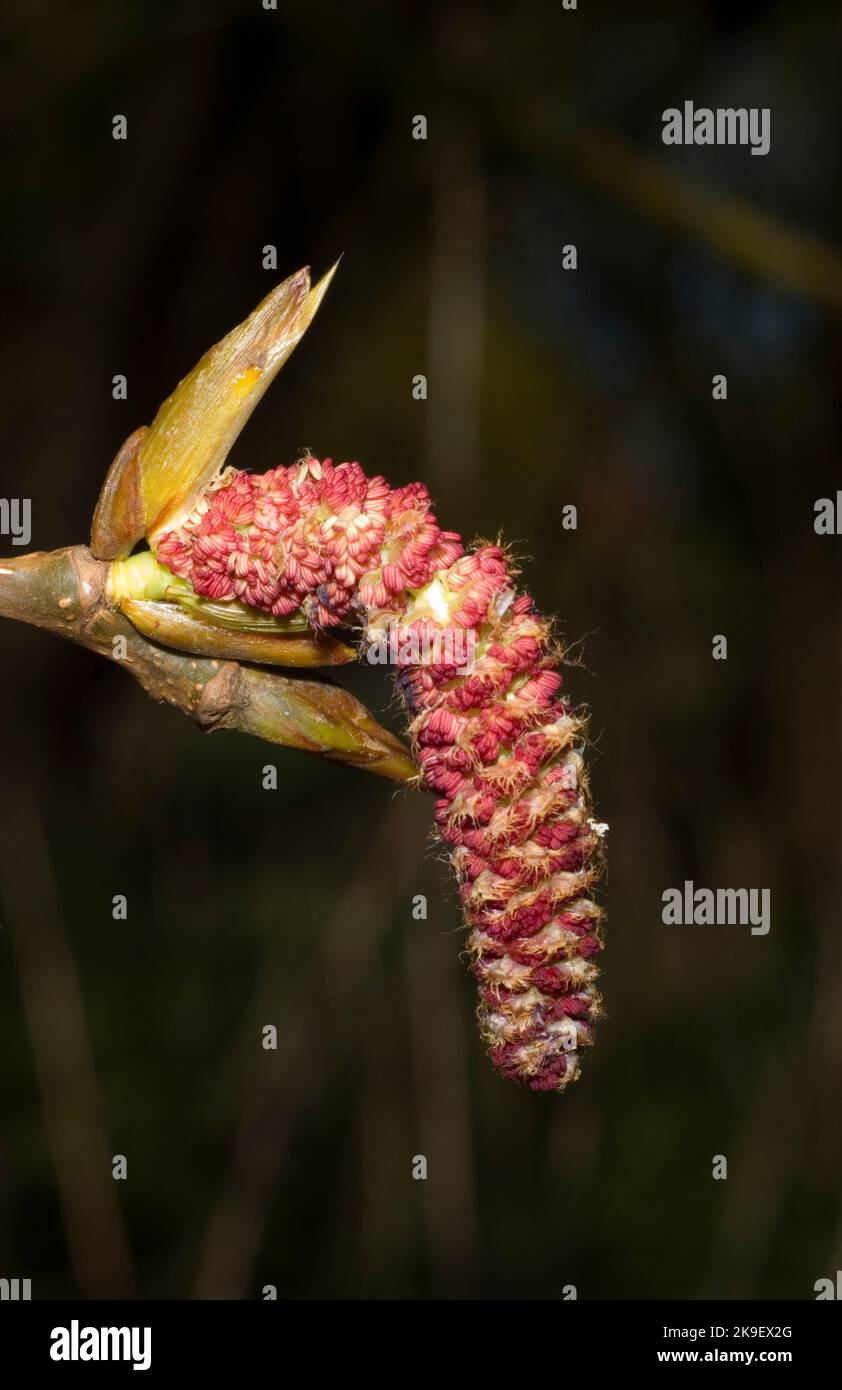 Black poplar tree hi-res stock photography and images - Alamy