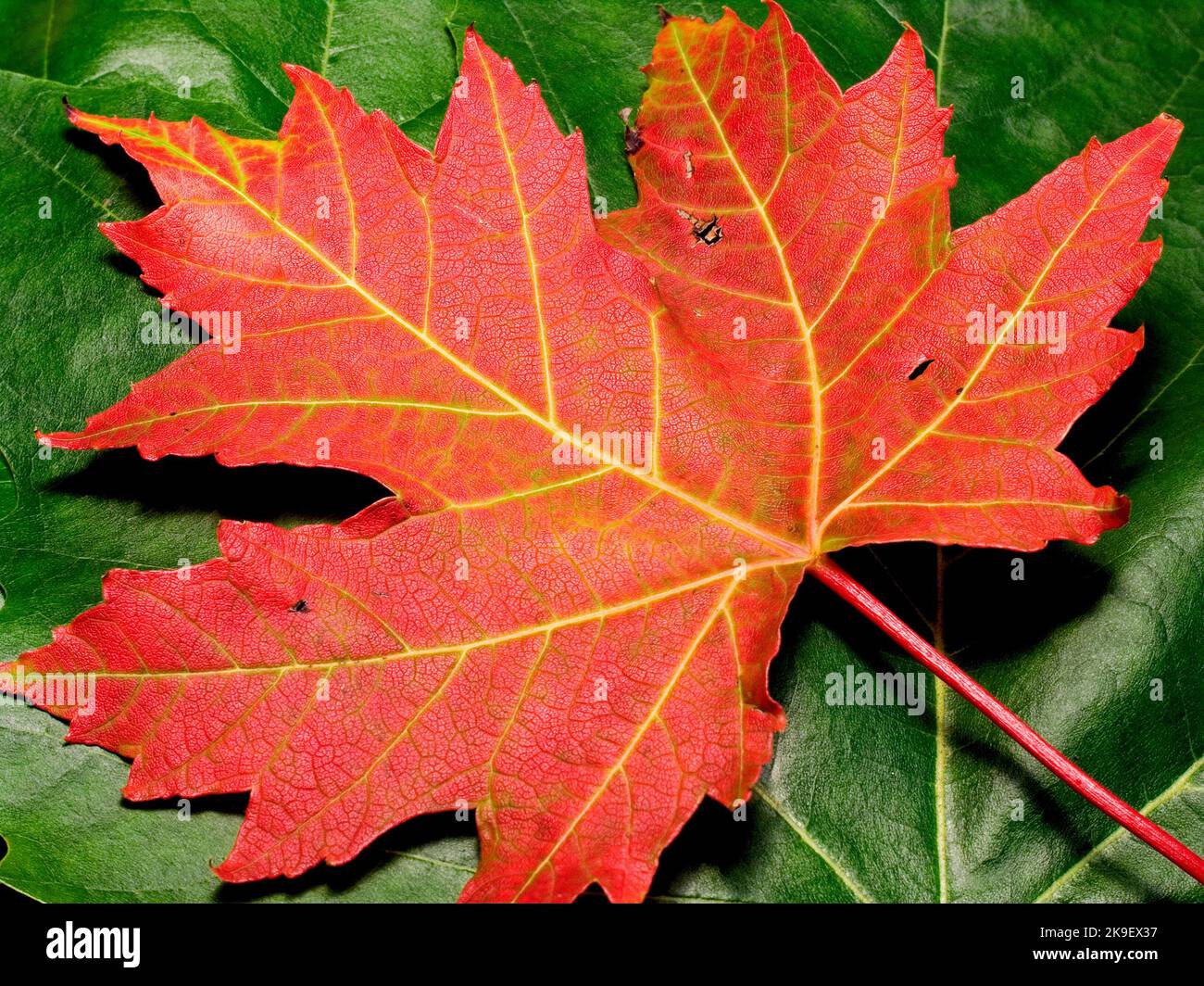 Colourful maple leaf hi-res stock photography and images - Alamy Colourful maple leaf hi-res stock photography and images - Alamy