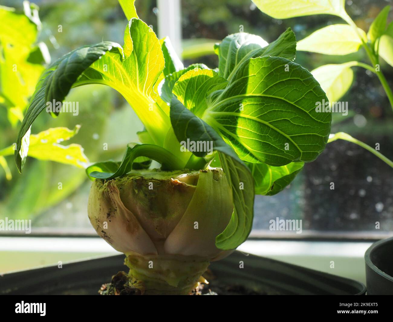 Zero waste food scraps hi-res stock photography and images - Alamy