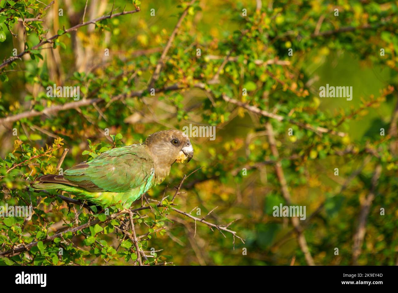 Brown-headed parrot (Poicephalus cryptoxanthus) feeding. Mpumalanga ...