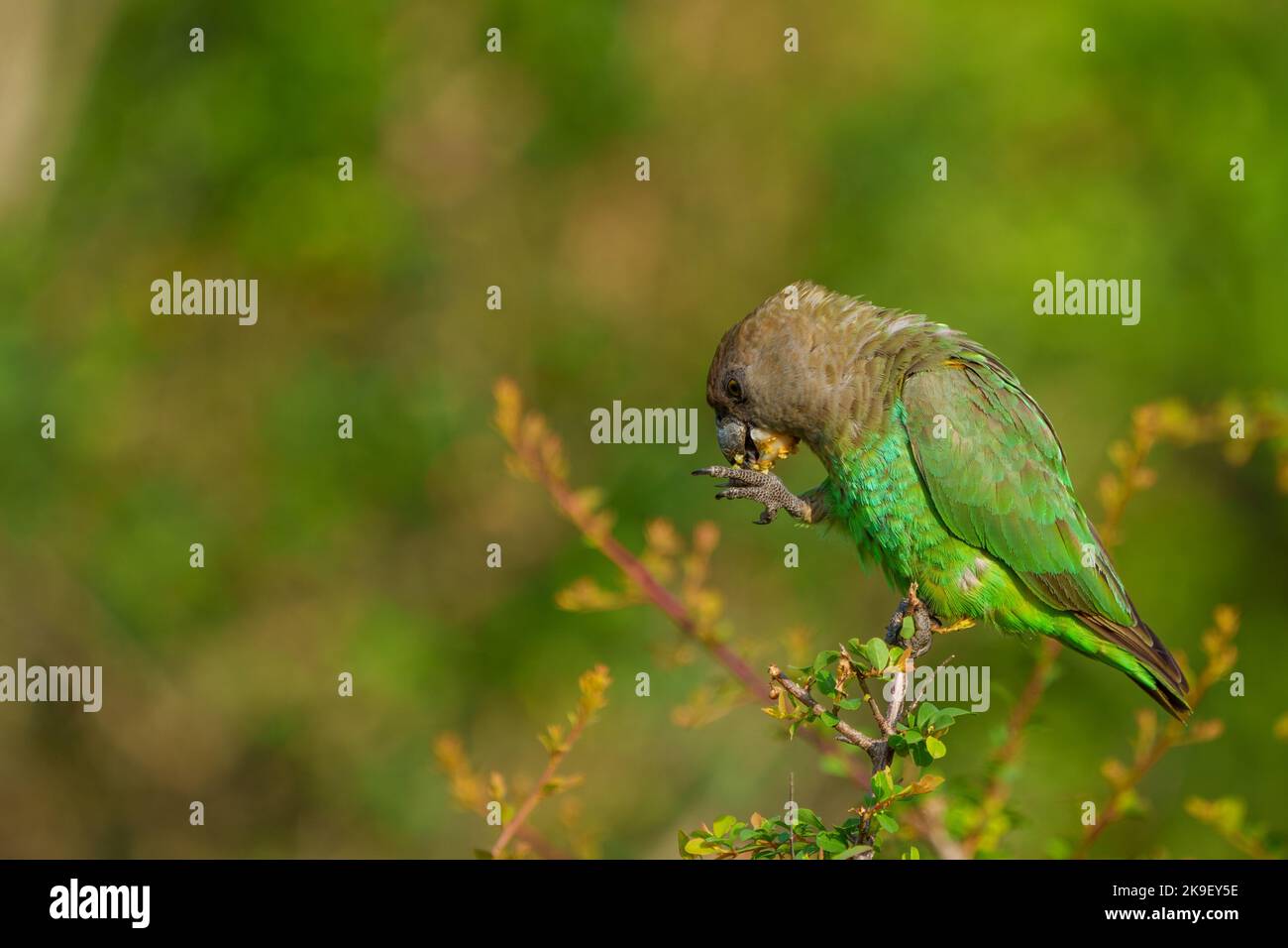 Brown-headed parrot (Poicephalus cryptoxanthus) feeding. Mpumalanga ...