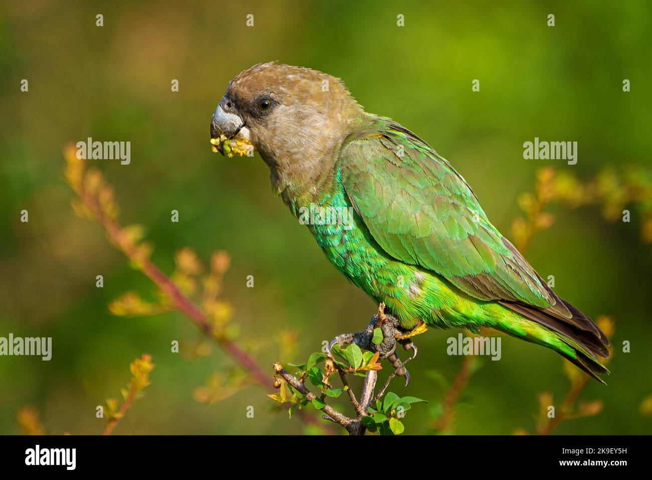 Brown-headed parrot (Poicephalus cryptoxanthus) feeding. Mpumalanga ...