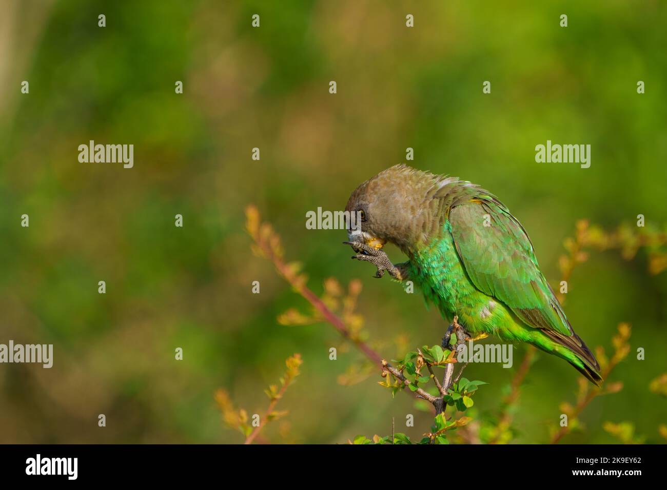 Brown-headed parrot (Poicephalus cryptoxanthus) feeding. Mpumalanga ...