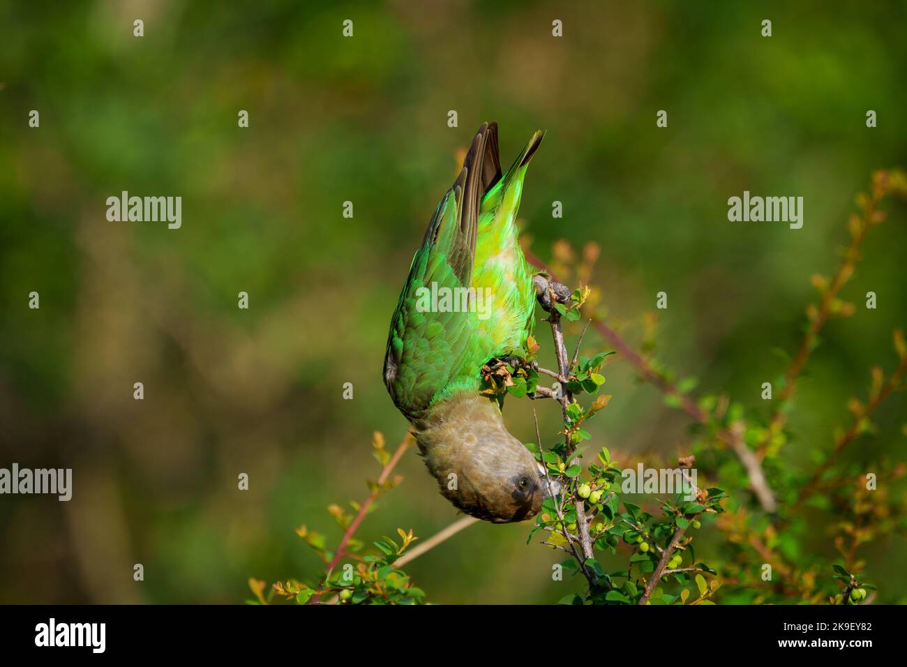 Brown-headed parrot (Poicephalus cryptoxanthus) feeding. Mpumalanga ...
