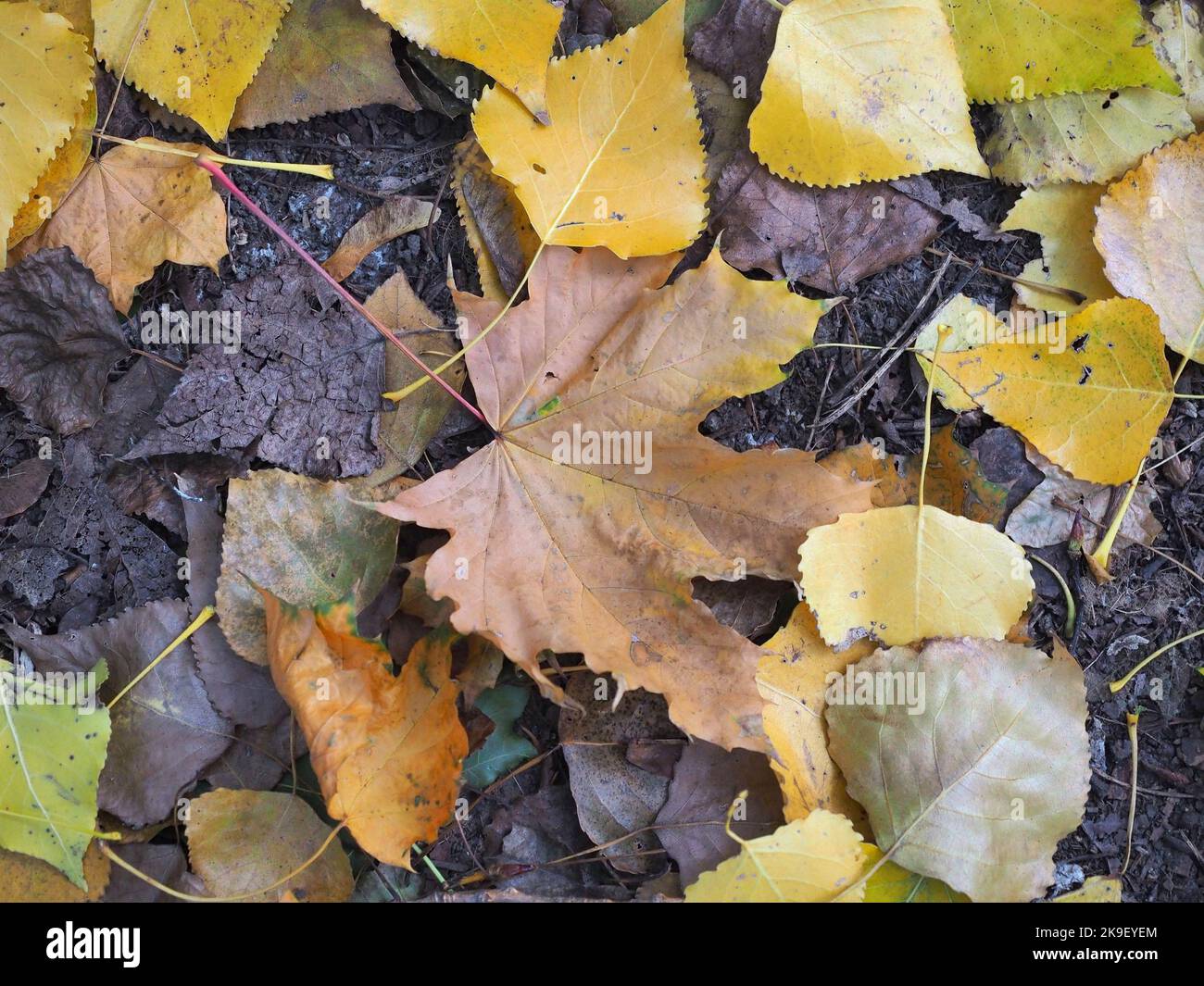Autumn dried up leaves Stock Photo - Alamy