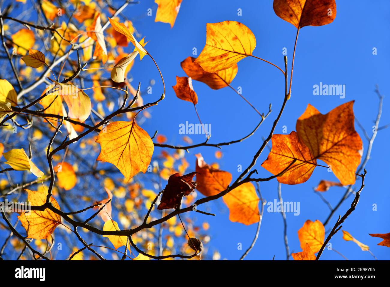 Autumn color of the tulip tree Stock Photo - Alamy