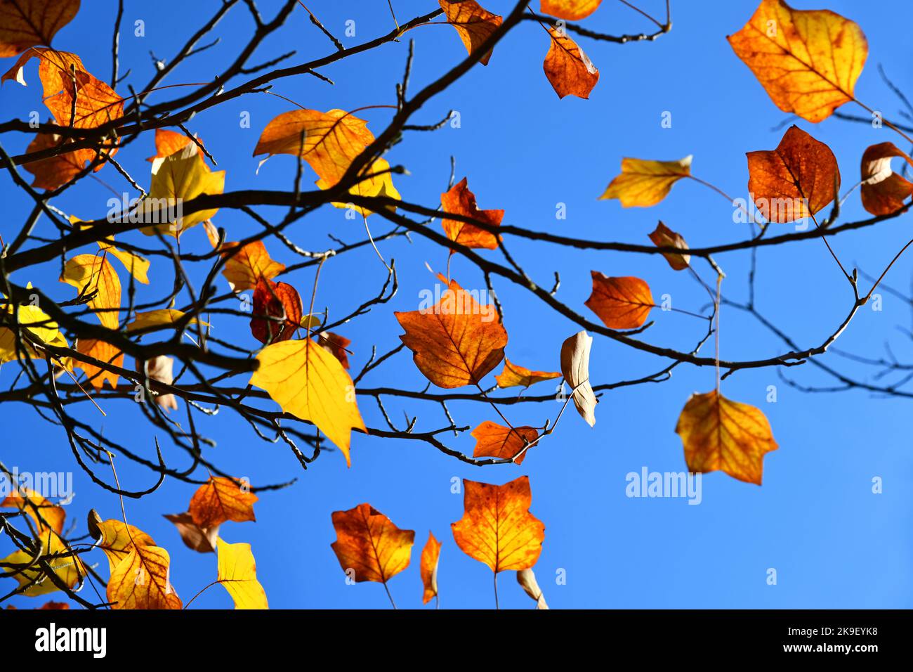 Autumn color of the tulip tree Stock Photo - Alamy