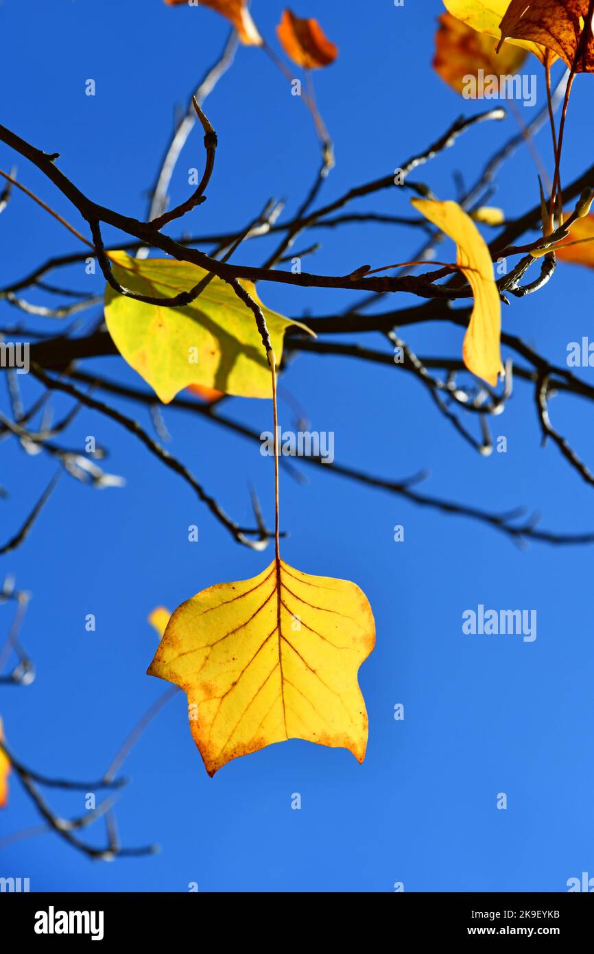 Autumn color of the tulip tree Stock Photo - Alamy