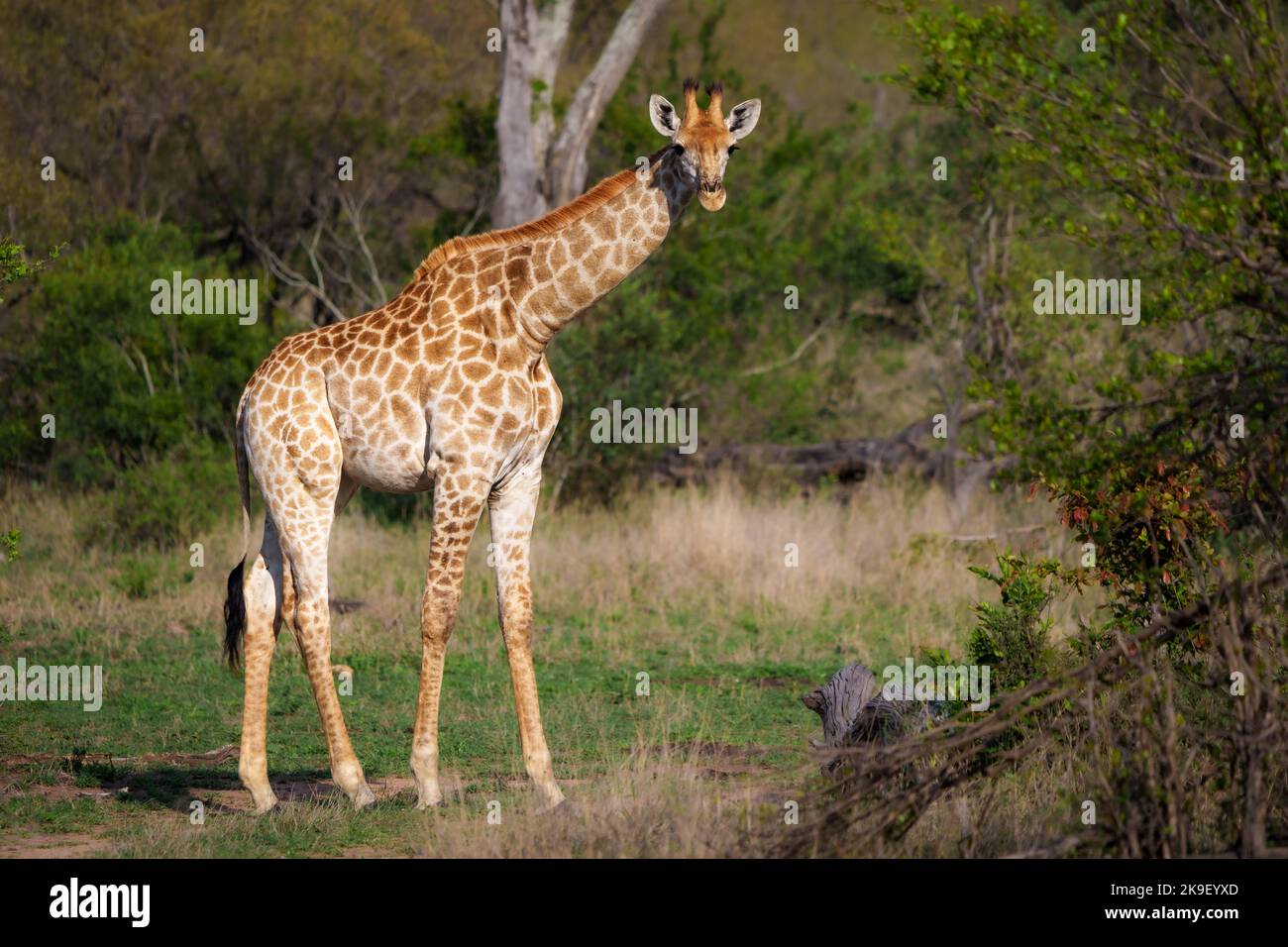 South African giraffe or Cape giraffe (Giraffa camelopardalis giraffa ...