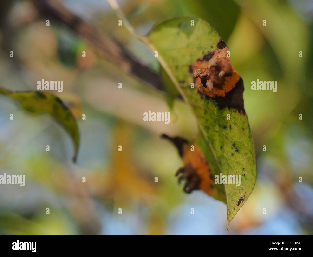 Fungal leaf spot pear hi-res stock photography and images - Alamy