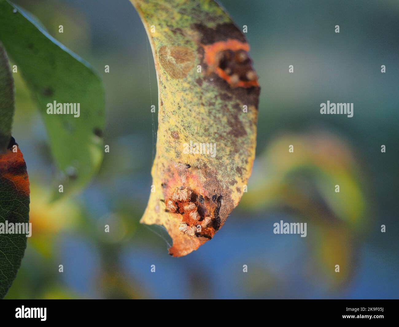 Fungal leaf spot pear hi-res stock photography and images - Alamy