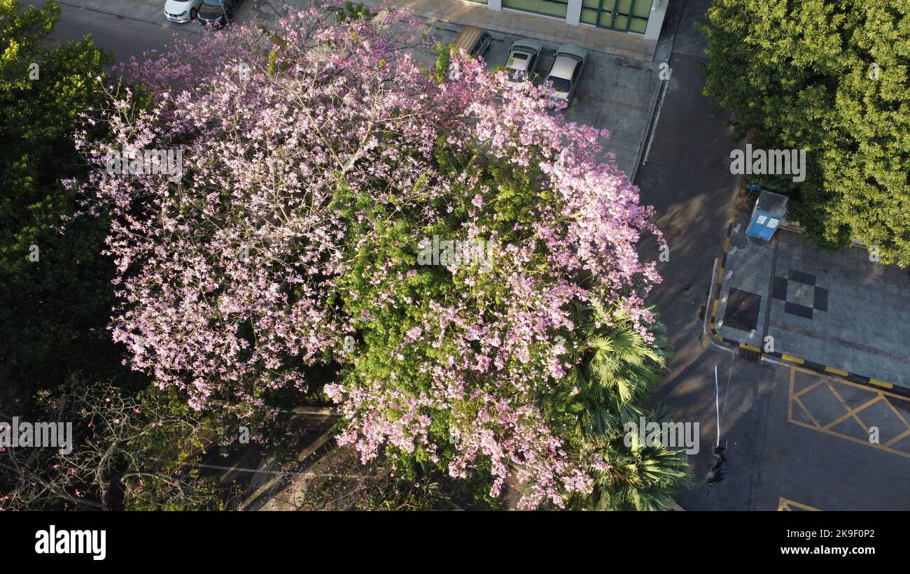 Aerial photos show that in late autumn, the beautiful floss silk trees ...