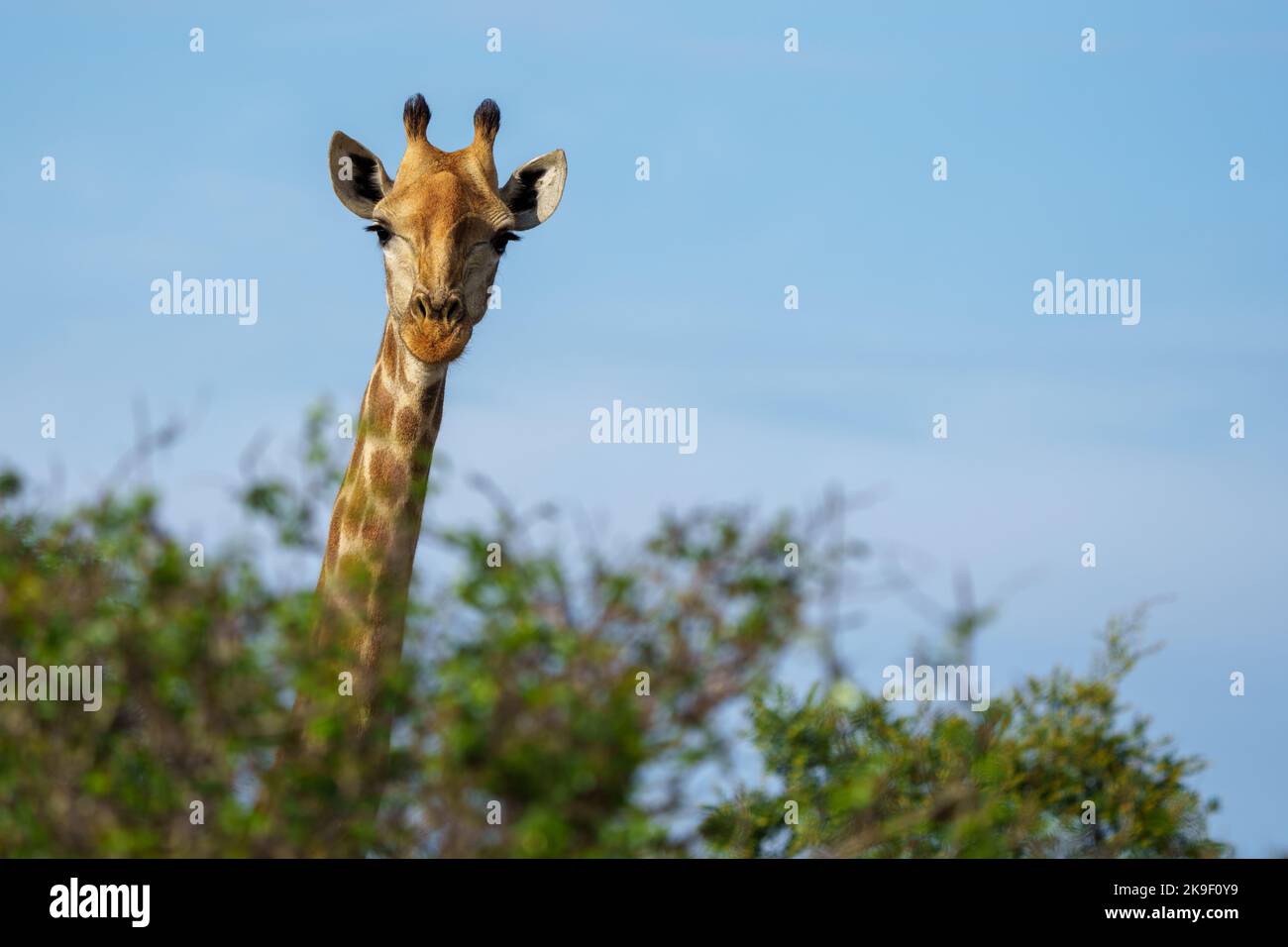 South African giraffe or Cape giraffe (Giraffa camelopardalis giraffa ...