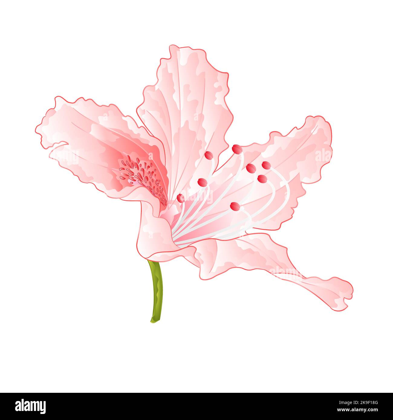 Light pink flower rhododendron shrub vintage vector illustration ...