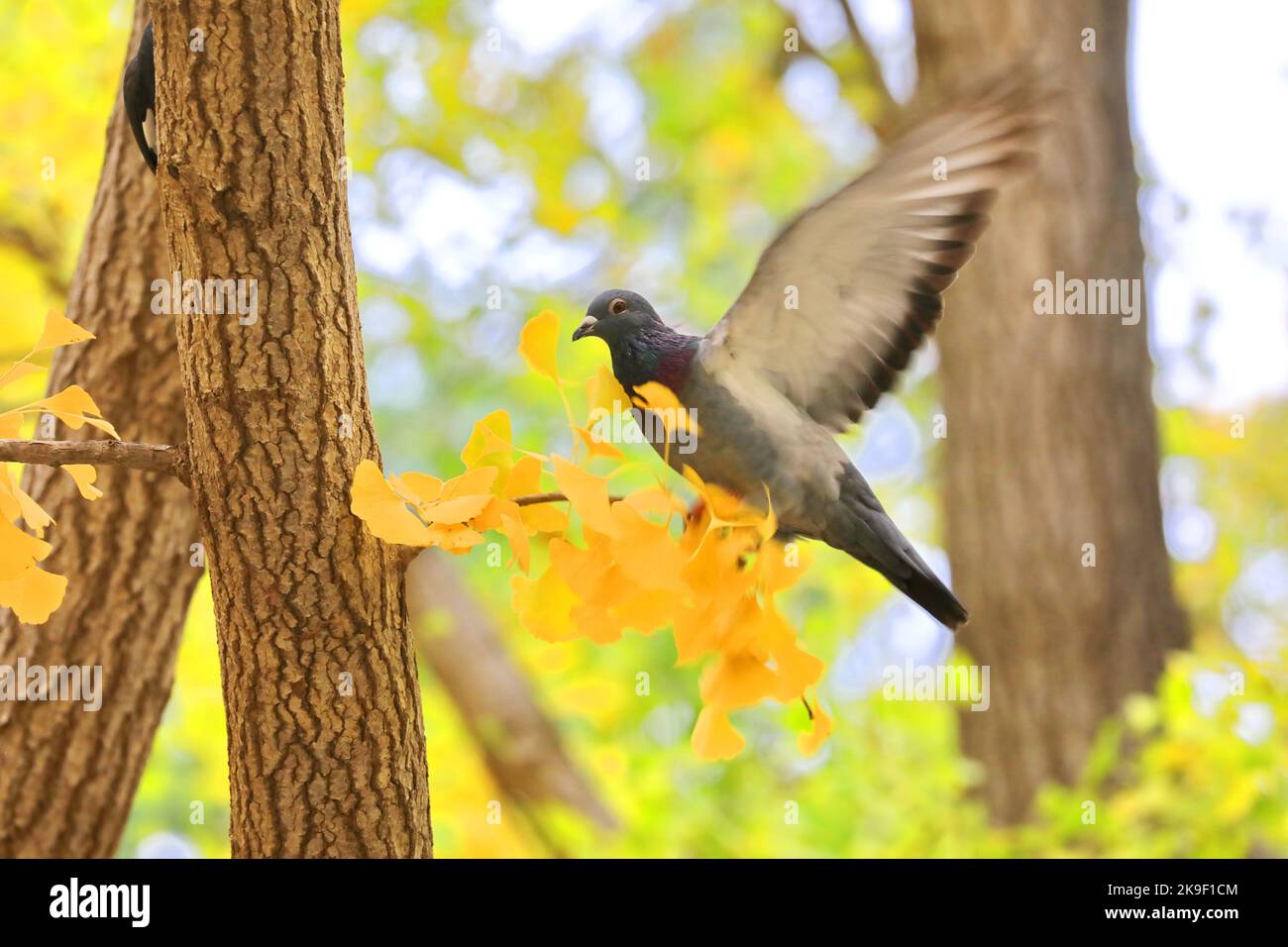 A pigeon lands on a gingko tree of the Temple of the Earth, Beijing ...