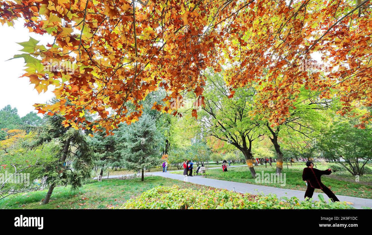 People are playing under the ginkgo trees of the Temple of the Earth ...