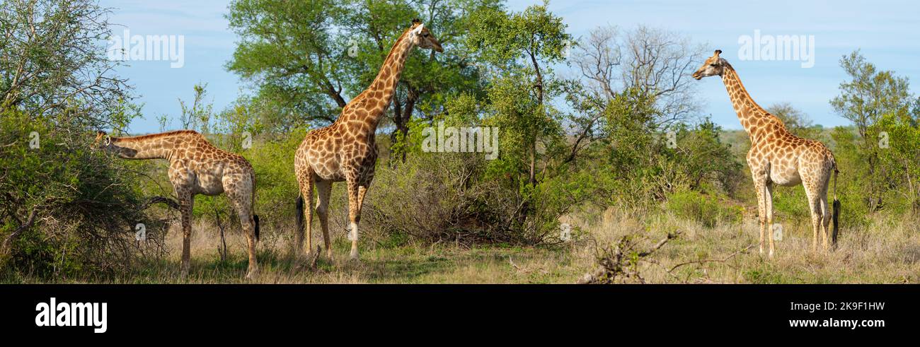 South African giraffe or Cape giraffe (Giraffa camelopardalis giraffa ...