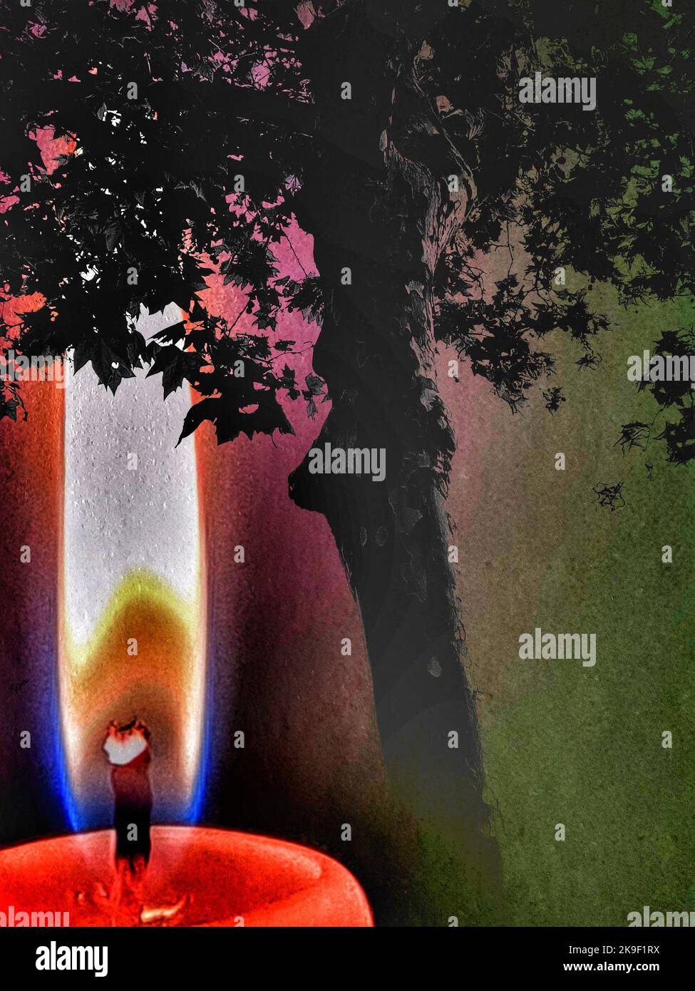 Forest fire concept. Tree and flame Stock Photo - Alamy