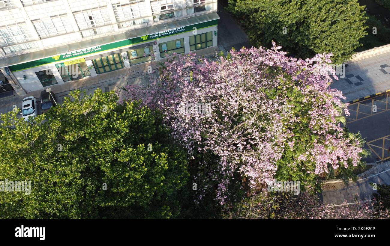 Aerial photos show that in late autumn, the beautiful floss silk trees ...