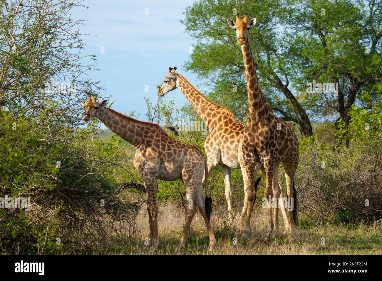 South African giraffe or Cape giraffe (Giraffa camelopardalis giraffa ...
