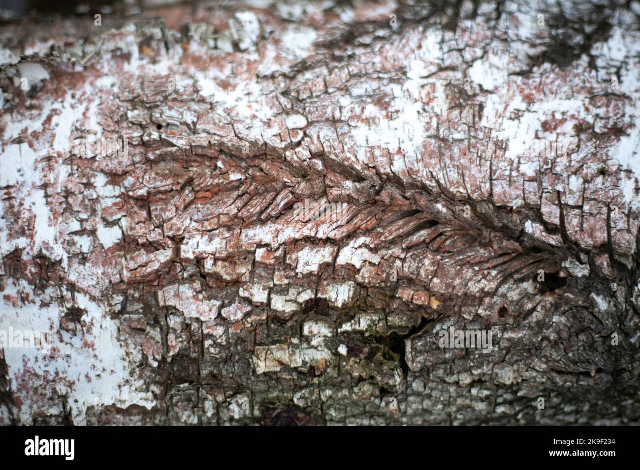 Nature in forest. Plants in autumn. Faded colors in swamp Stock Photo ...