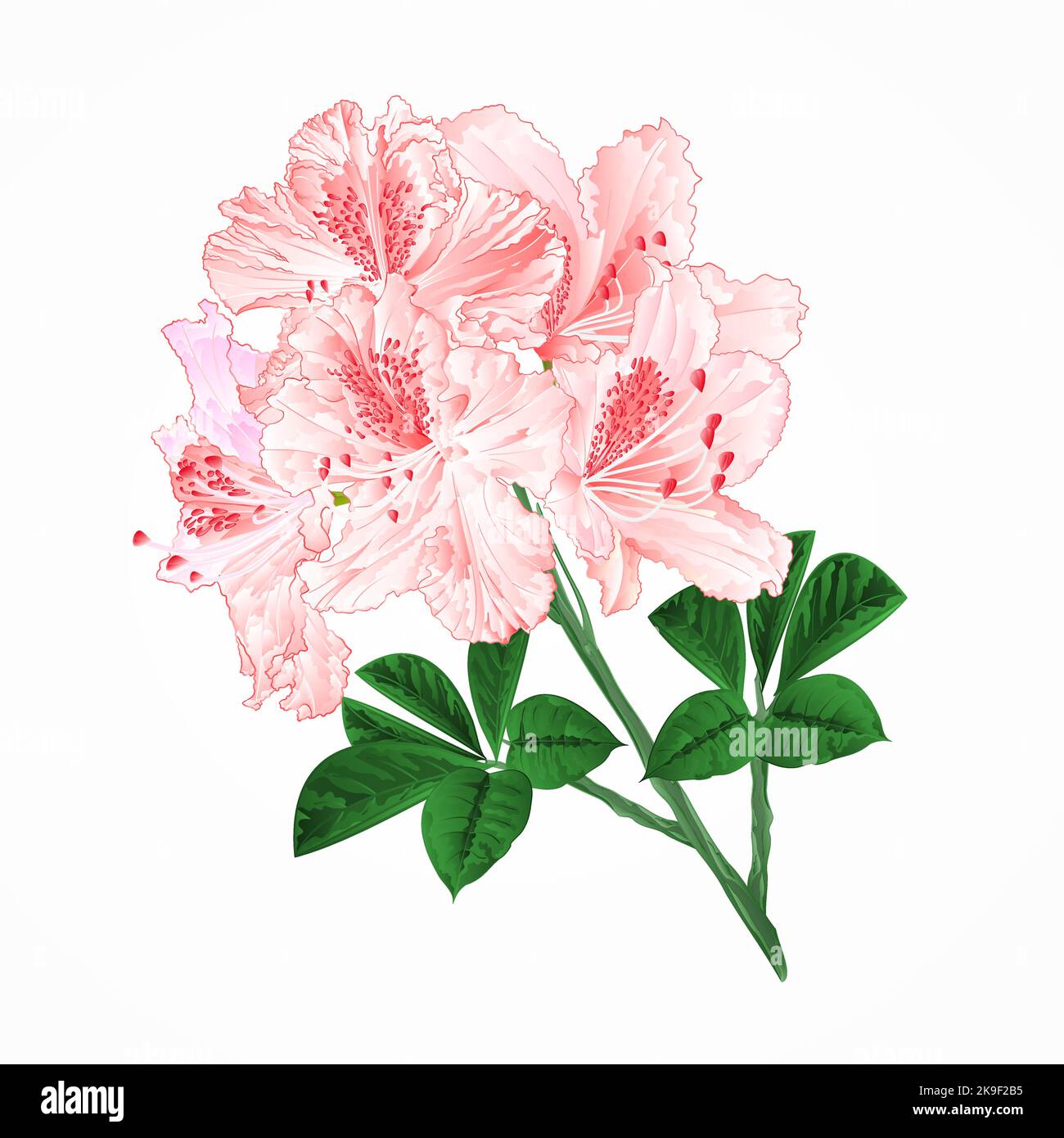 Flowers Light pink rhododendrons twig Mountain shrub vintage vector illustration editable hand ...