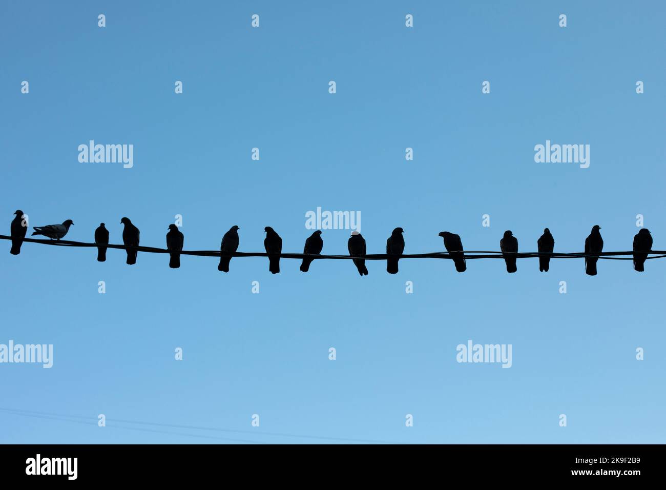 Pigeons sit on wire. Silhouettes of birds. Birds sit in row. Details of ...