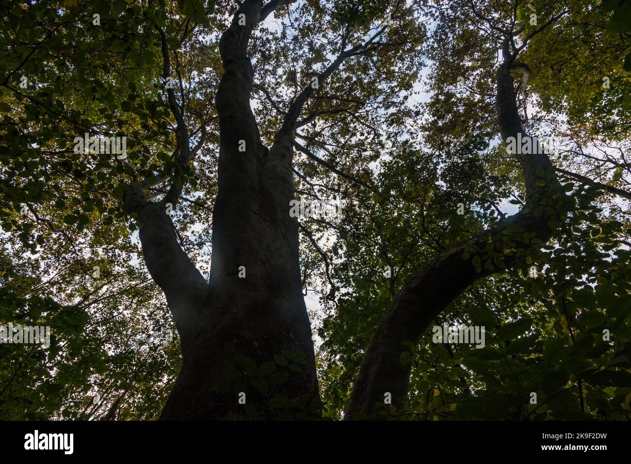 high old tree with many branches and leaves in a park in autumn Stock ...