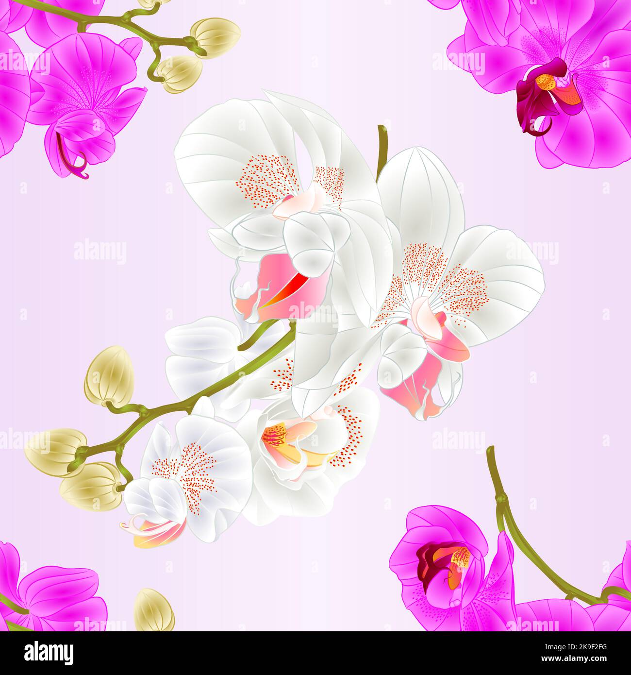 Seamless Texture Branches Orchids Flowers White And Purple Phalaenopsis