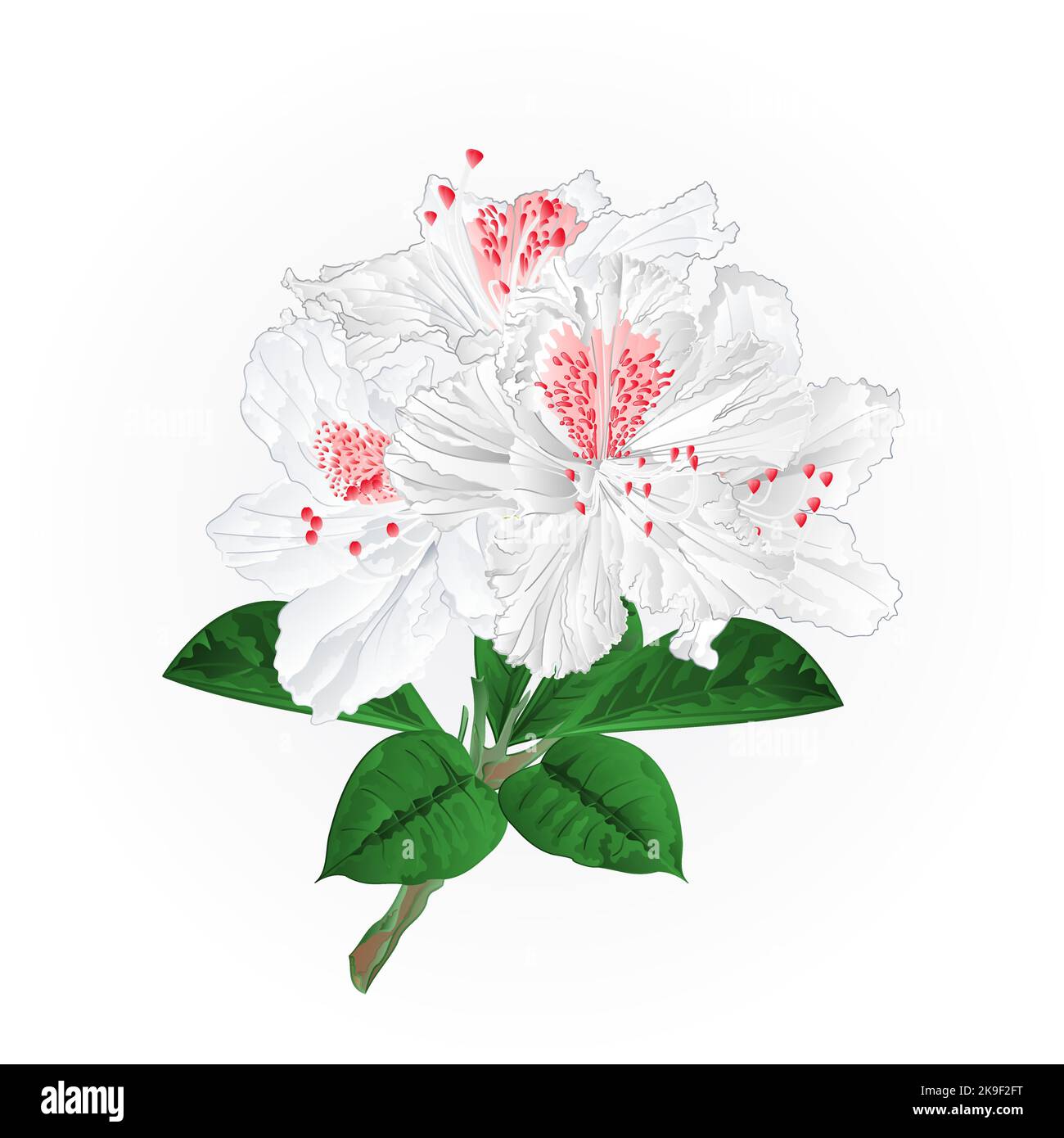 Flowers white rhododendrons twig mountain shrub vintage vector ...