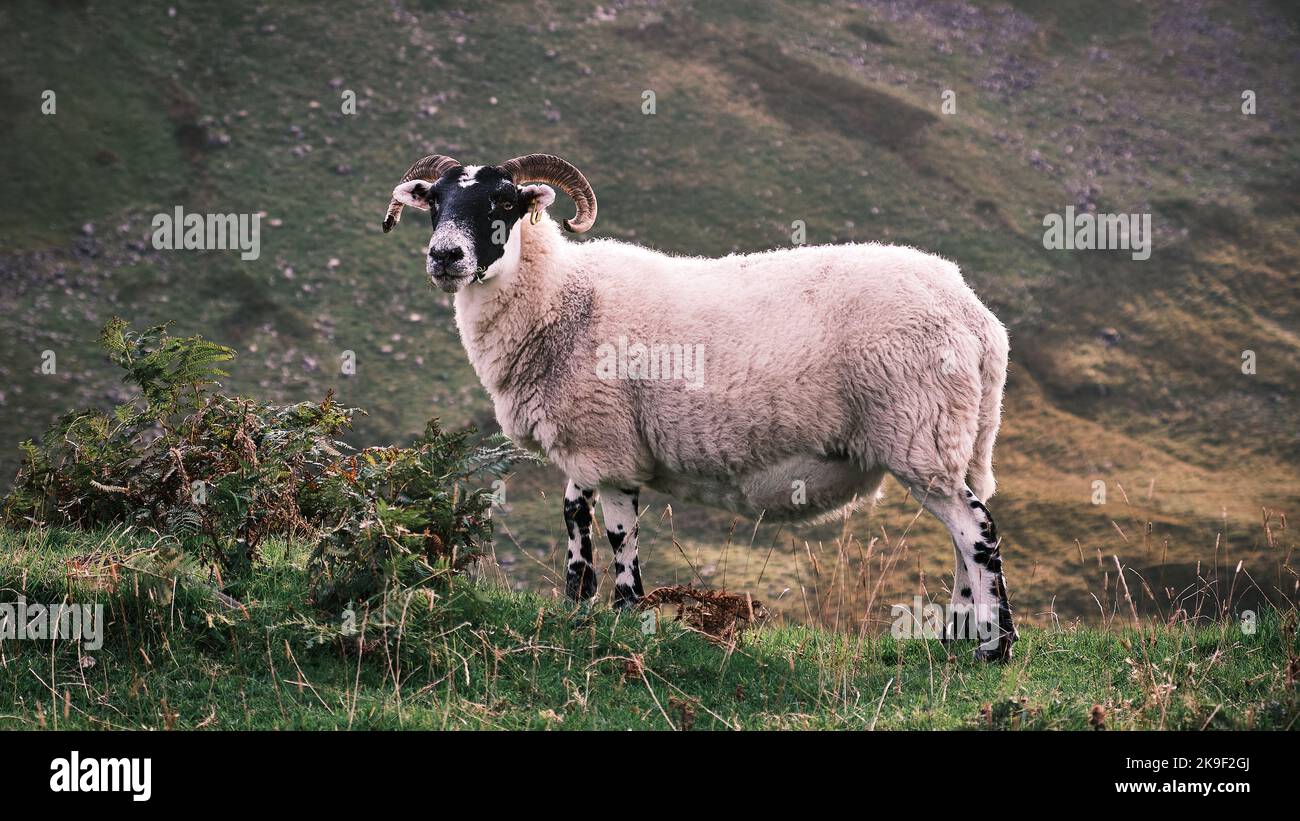 Sheep. Ram on a hillside Stock Photo - Alamy