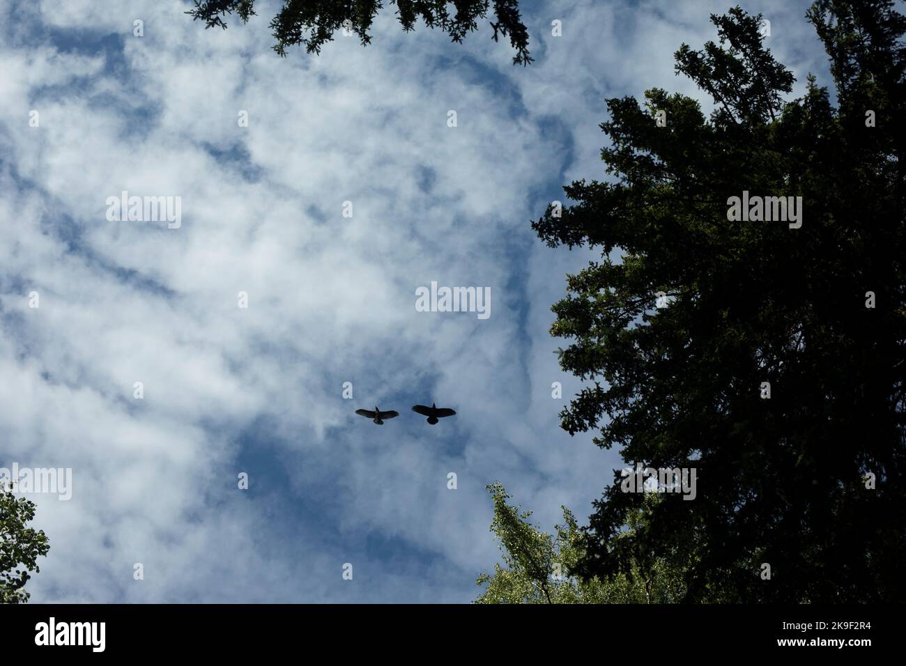 Crows fly in sky. Two birds in background of clouds. Life of crows ...