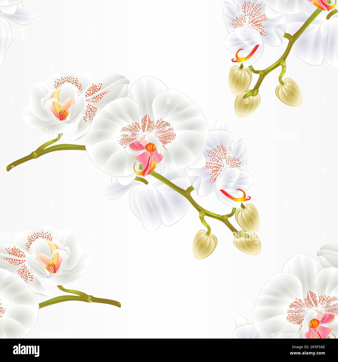 Seamless texture stem orchids flowers white Phalaenopsis tropical plant ...
