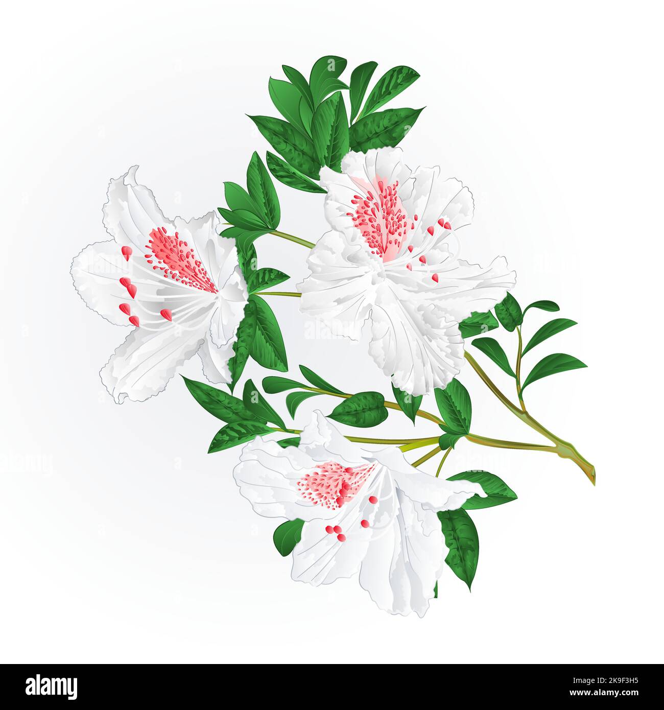 White rhododendron twig mountain shrub vintage vector illustration ...