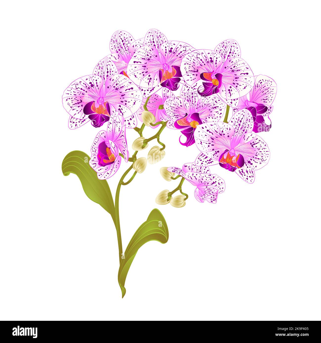 flowers tropical plants green stem and buds and leaves vintage vector ...