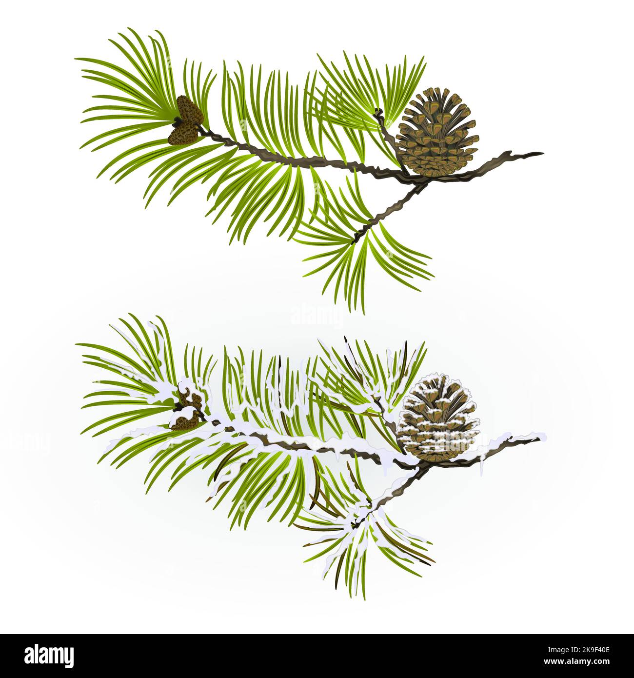 How To Draw A Pine Tree Branch