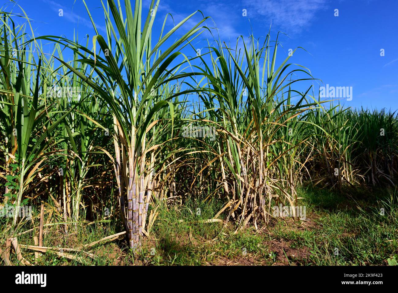 Sugarcane field with full grown crop, sugar cane agricultural economy. sugarcane is a grass of ...
