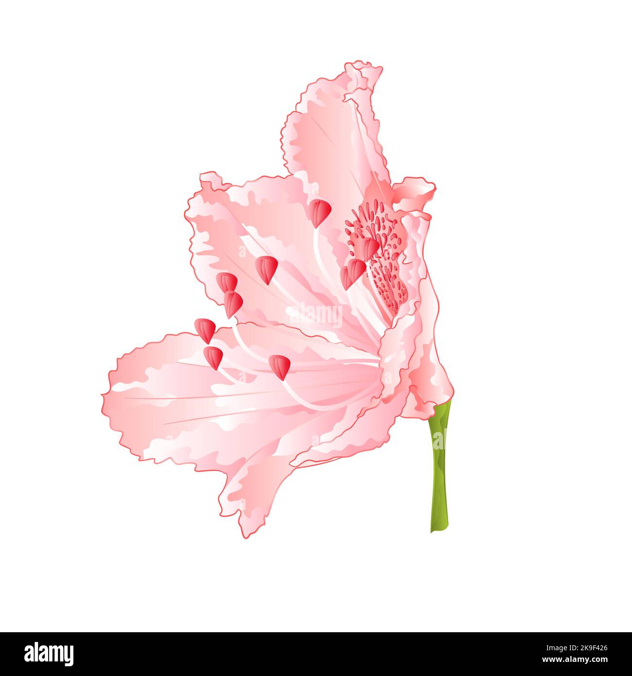 Rhododendron flower Light pink vintage vector illustration editable ...
