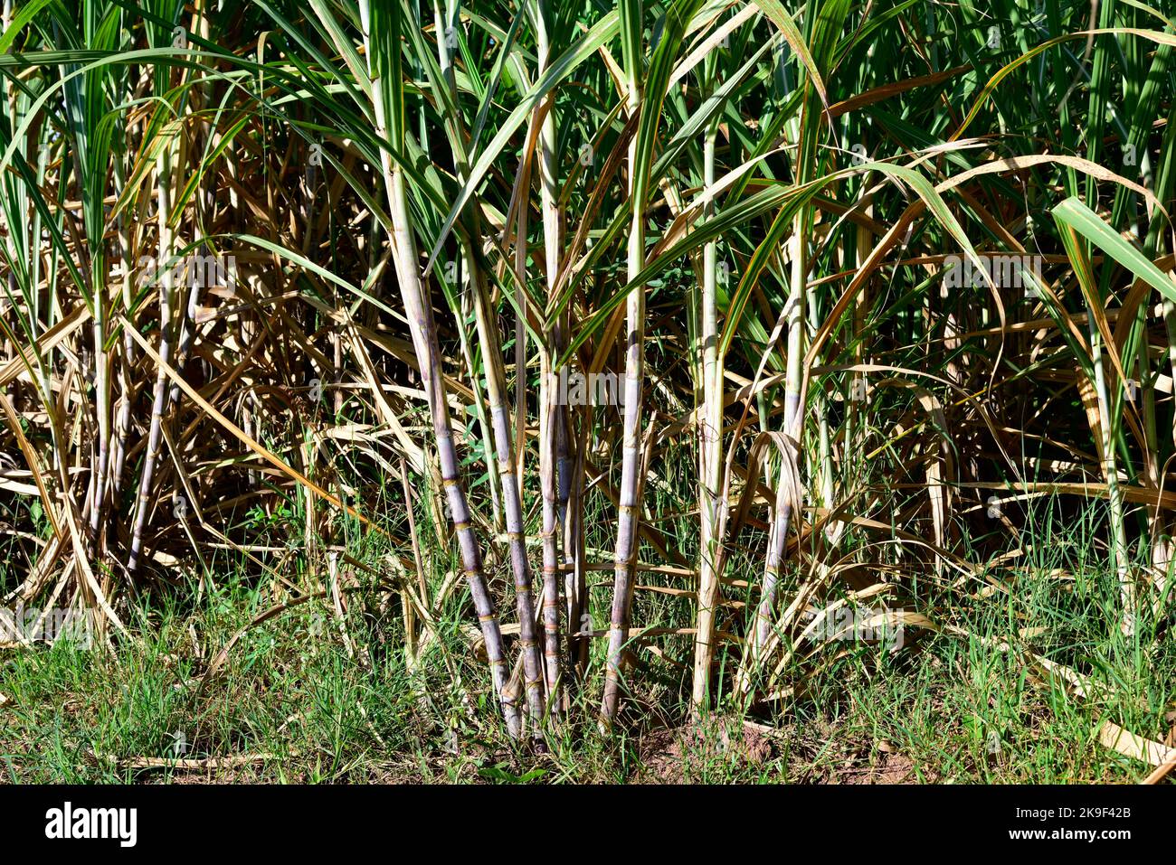 Sugarcane field with full grown crop, sugar cane agricultural economy. sugarcane is a grass of ...