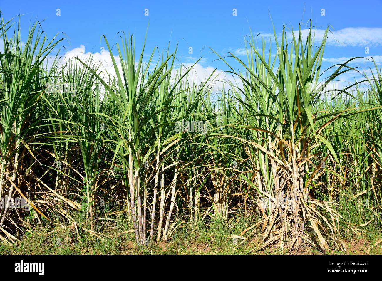 Sugarcane field with full grown crop, sugar cane agricultural economy. sugarcane is a grass of ...