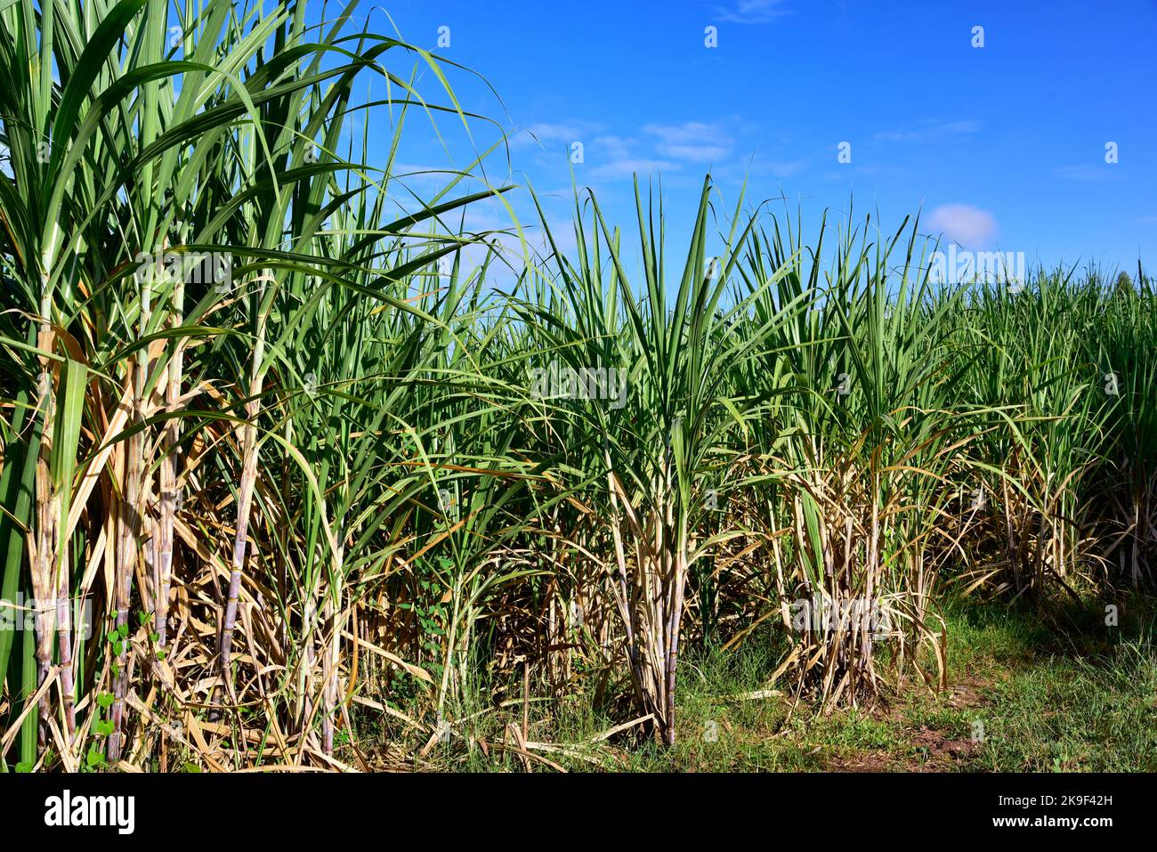 Sugarcane field with full grown crop, sugar cane agricultural economy ...