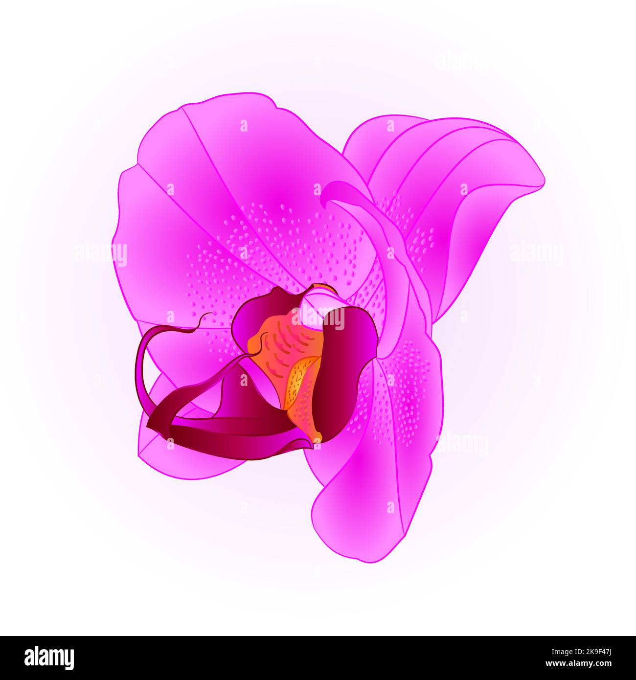 Orchid Phalaenopsis Closeup Purple Beautiful Flower Isolated Vintage