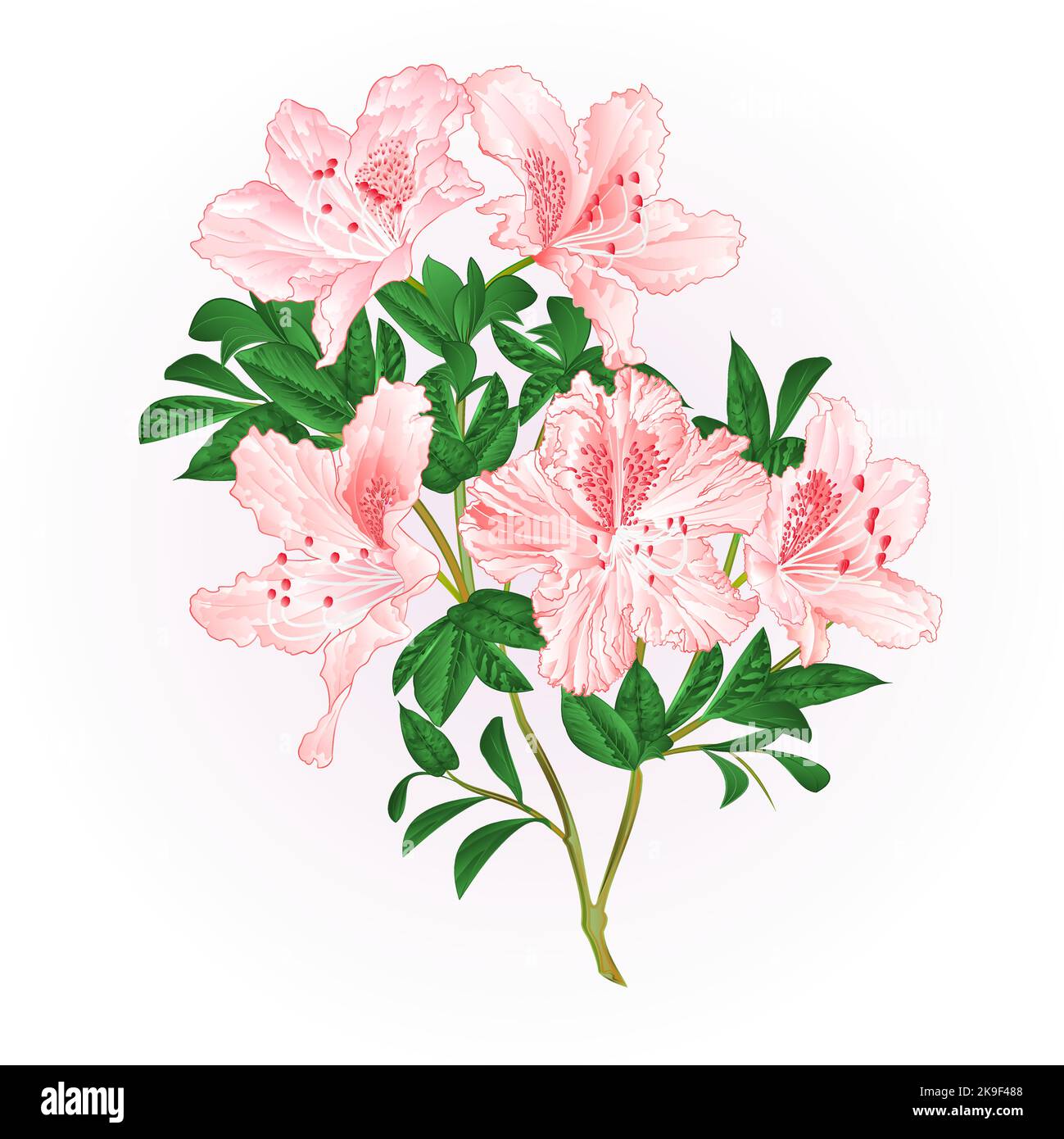 Light pink flowers rhododendron twig with leaves mountain shrub vintage ...