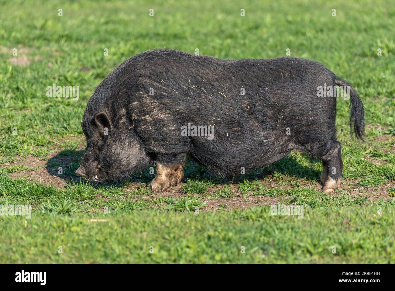 Dwarf pig in a pen in the spring. Alsace, France Stock Photo - Alamy