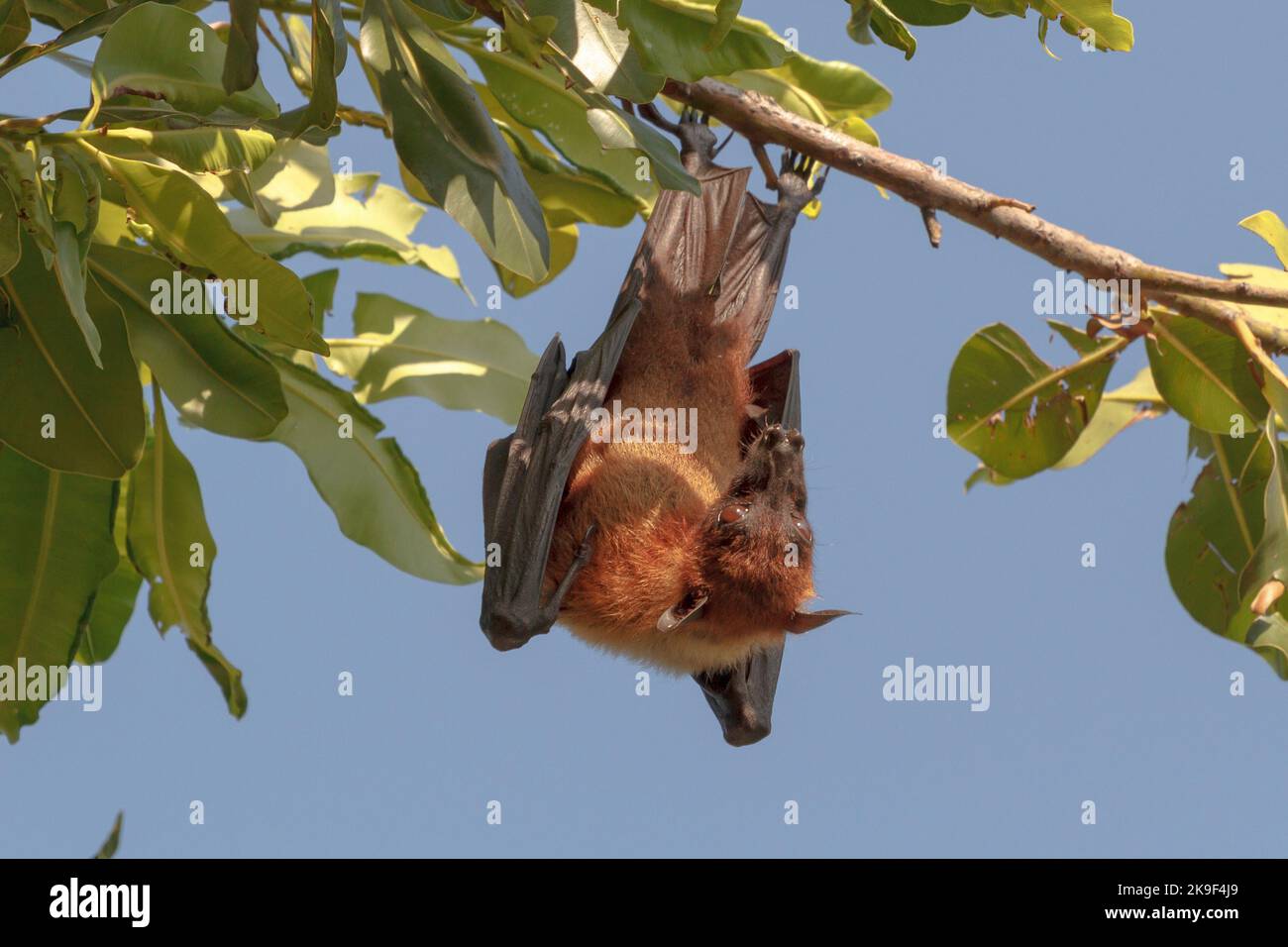 A female Flying fox or Fruit bat hanging from a tree in the Maldives ...