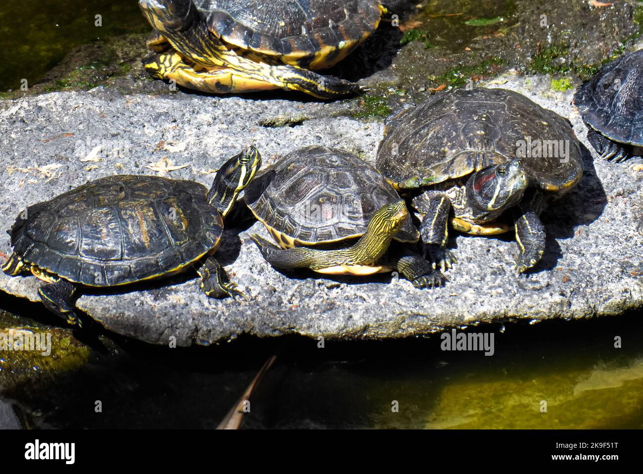 Three Turtles at rest Stock Photo - Alamy