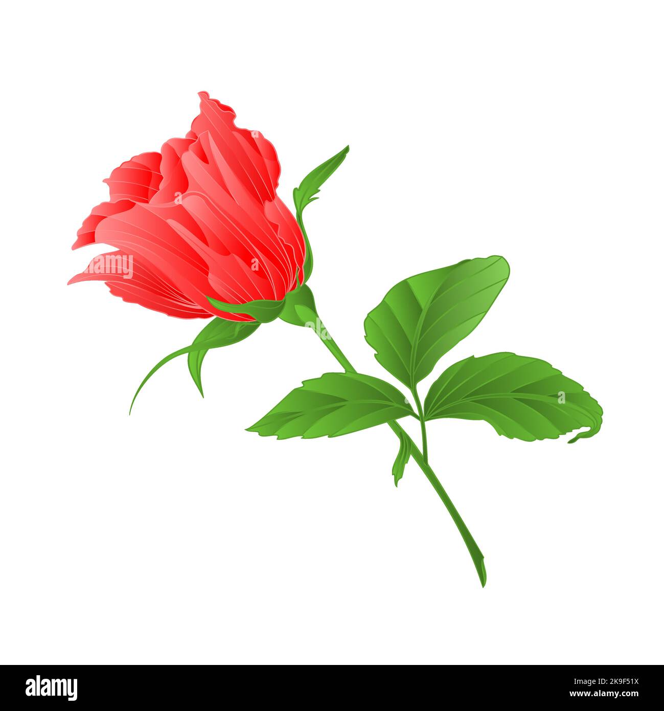 Rosebud pink rose twig with leaves on a white background vintage vector ...