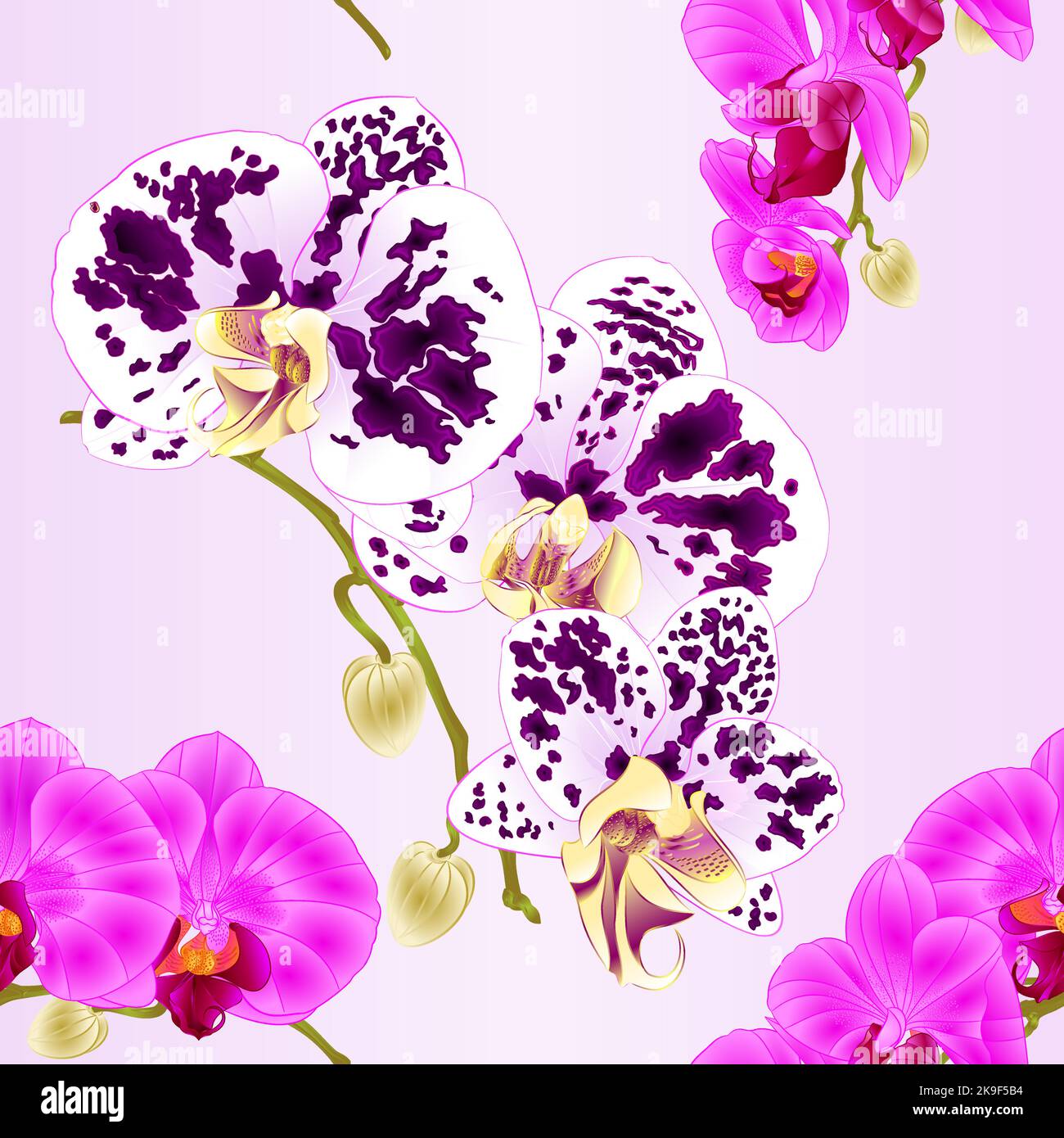 Seamless Texture Beautiful Phalaenopsis Orchid Purple And Spotted Stems
