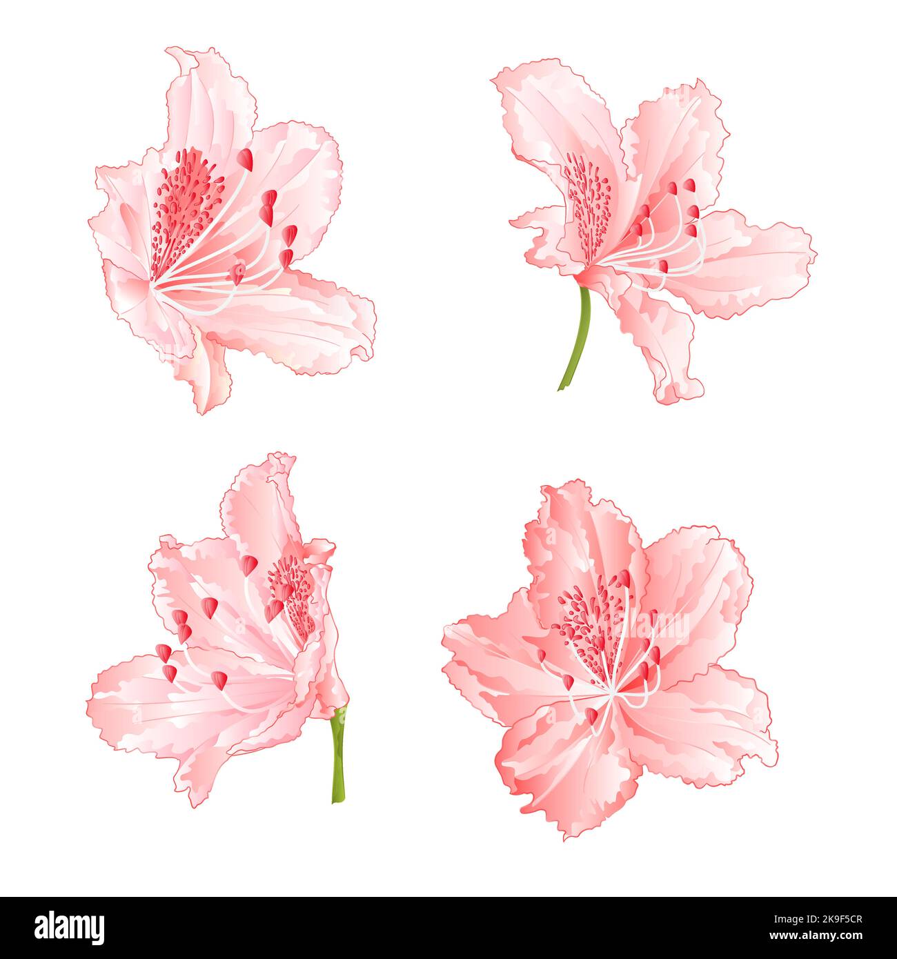 Blossoms light pink rhododendrons set two on a white background vintage ... Blossoms light pink rhododendrons set two on a white background vintage ...