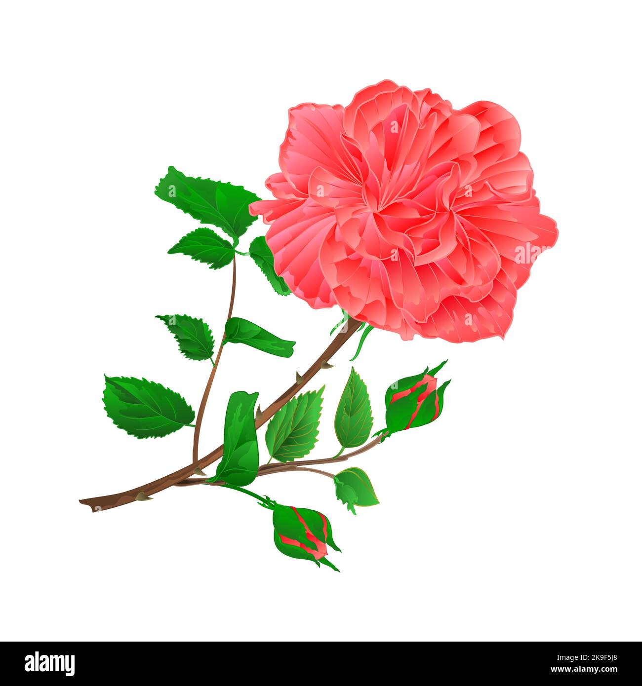 Rosebud pink rose twig with leaves on a white background vintage vector ...